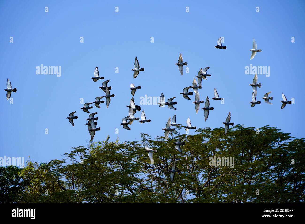 Flying a group of pigeons with a photograph on the blue sky Stock Photo ...