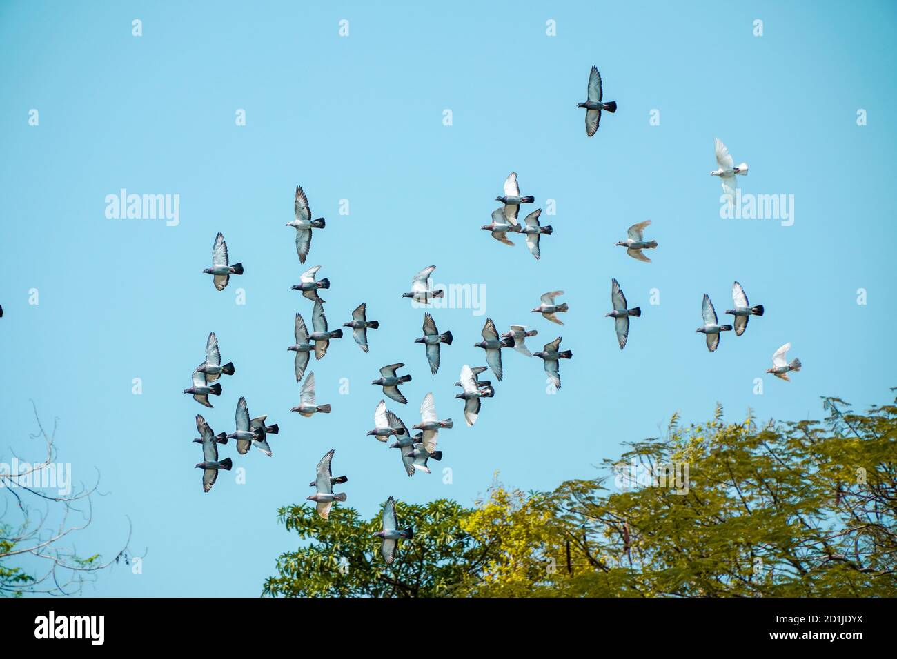 Flying a group of pigeons with a photograph on the blue sky Stock Photo ...