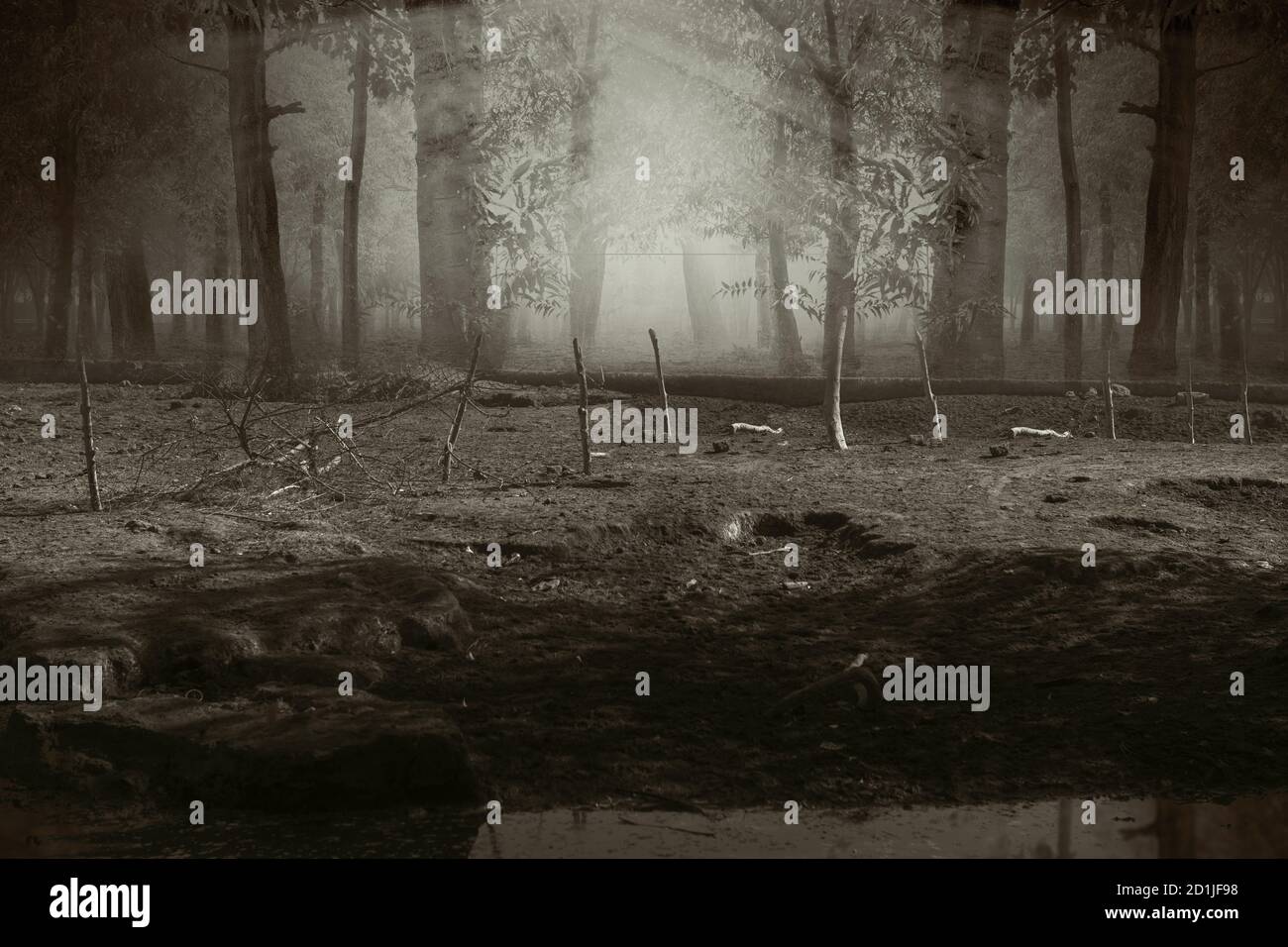 Haunted forest with fog and dramatic scene background. Halloween ...