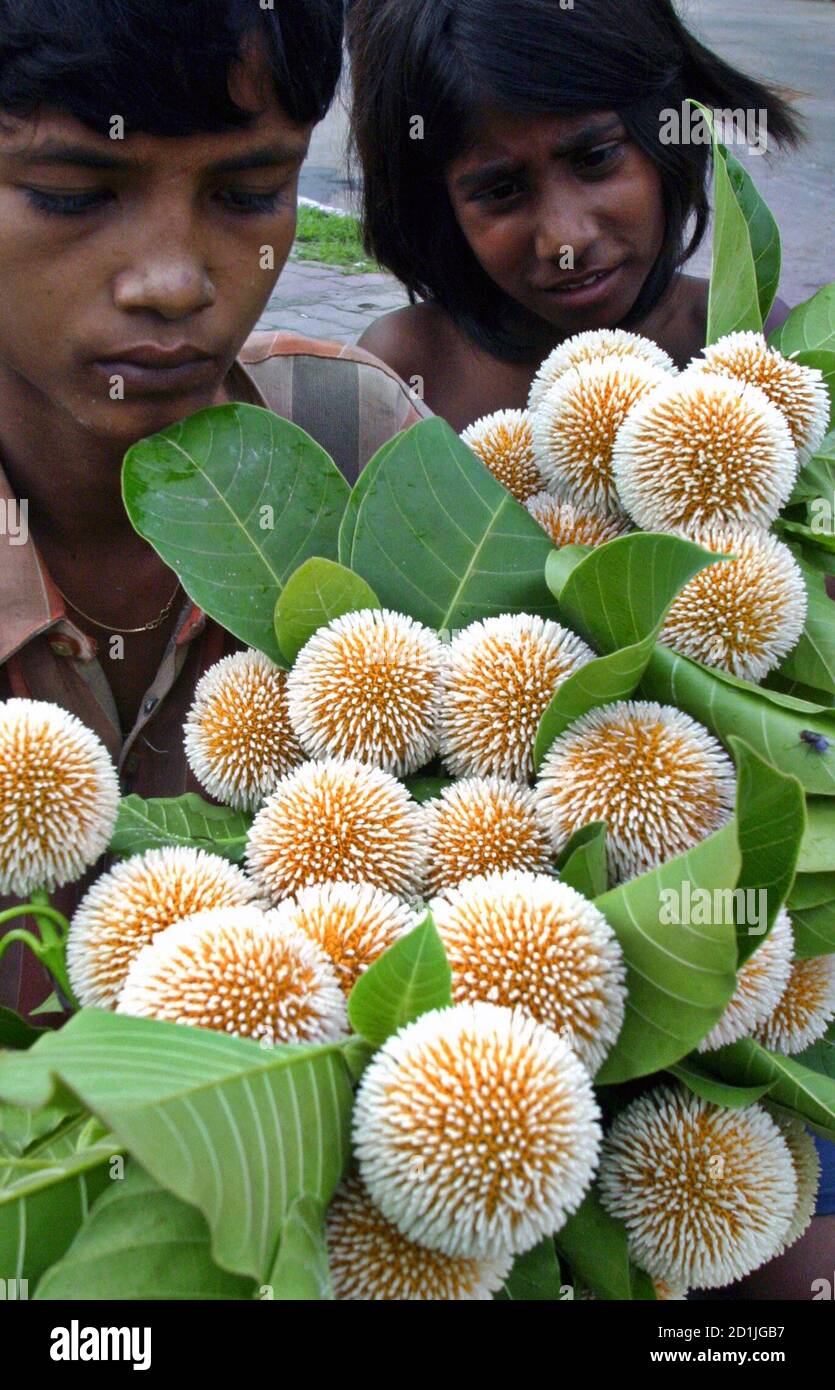 Kadam flowers hi-res stock photography and images - Alamy