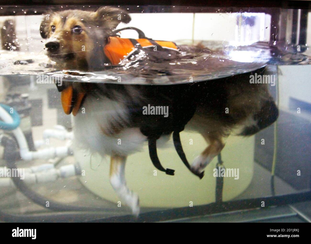 Do Dogs Use Their Back Legs When Swimming