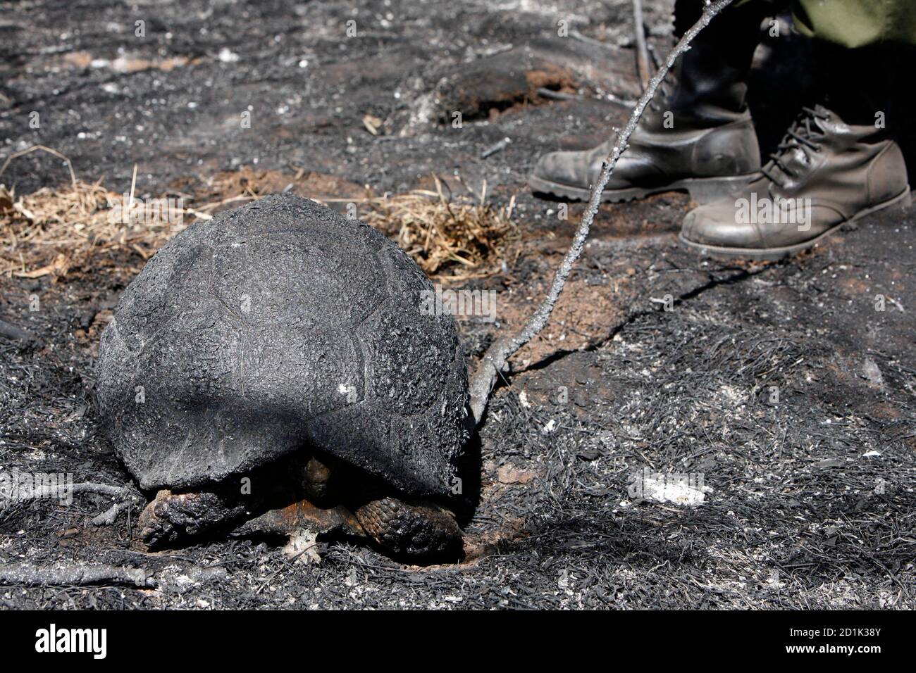 East african tortoise hi-res stock photography and images - Alamy