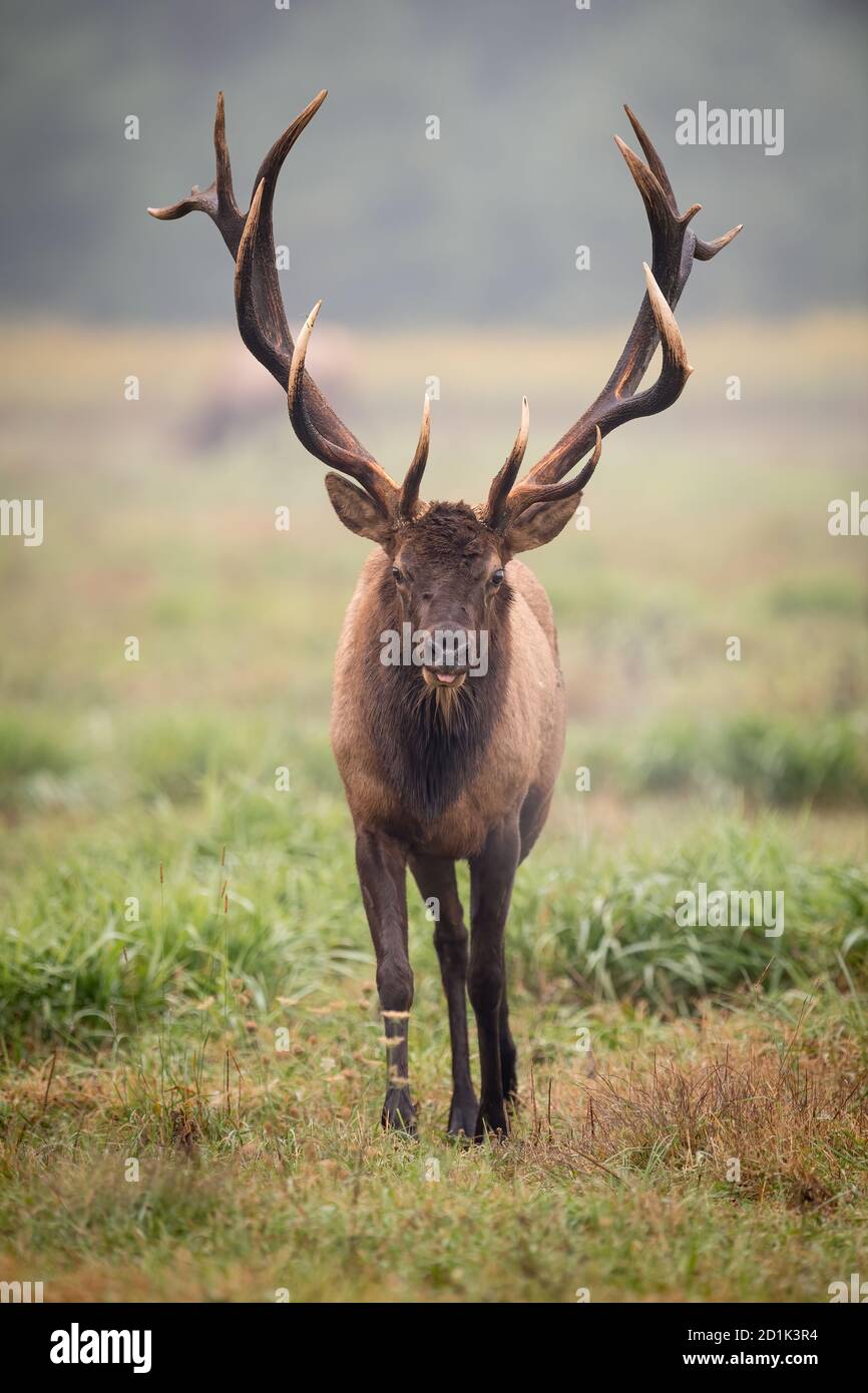Bull Elk in Autumn Stock Photo - Alamy