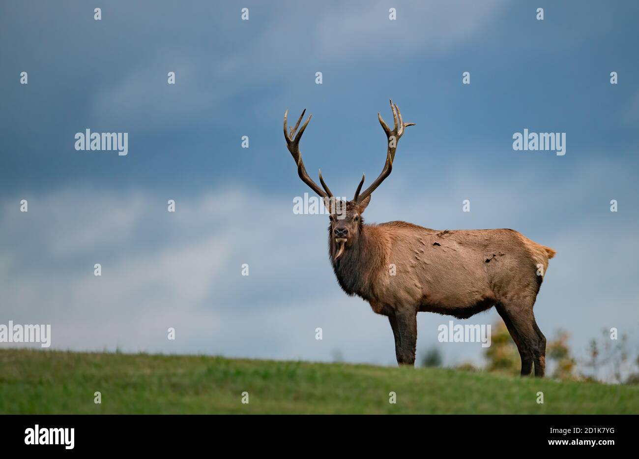 Bull Elk in Autumn Stock Photo - Alamy