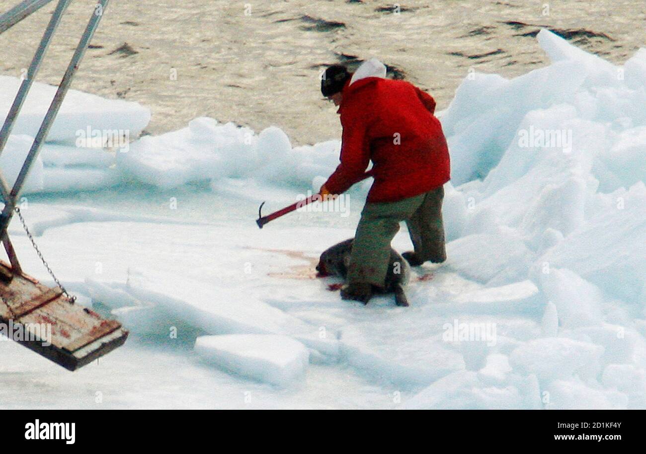 Canada sealer hi-res stock photography and images - Alamy