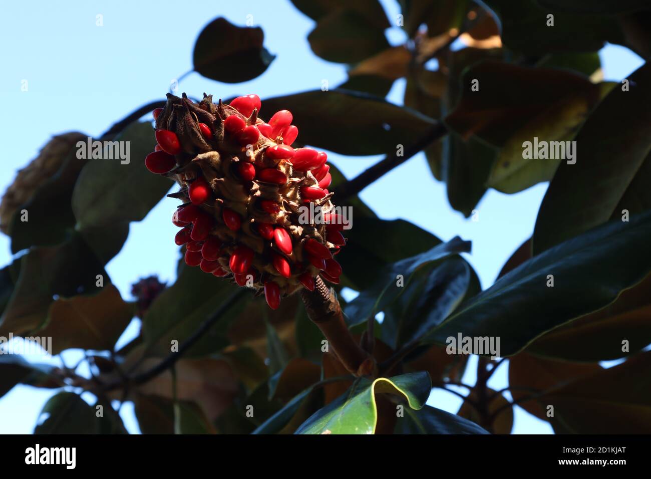 Bright red seeds of the Magnolia tree contrasted against glossy green ...