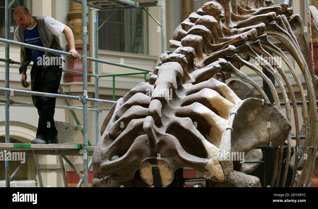 Brachiosaurus Skeleton High Resolution Stock Photography and Images - Alamy