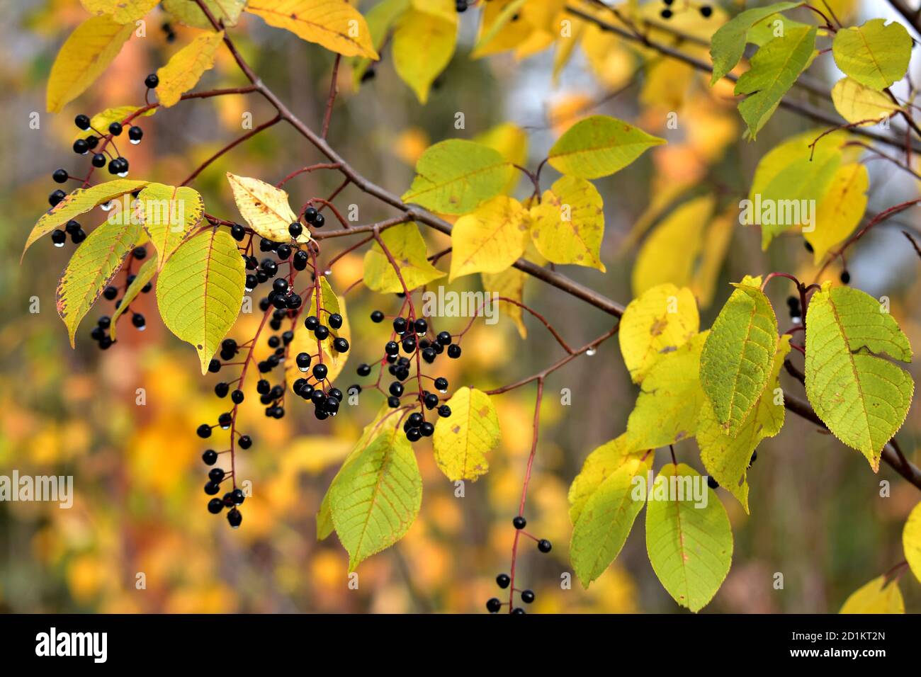 When Are Chokecherries Ripe