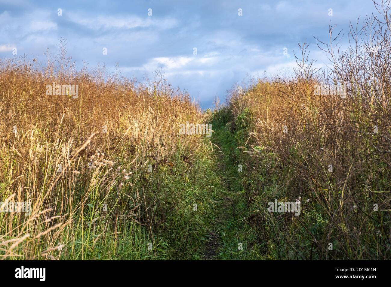 Path through tall dry grass hi-res stock photography and images - Alamy