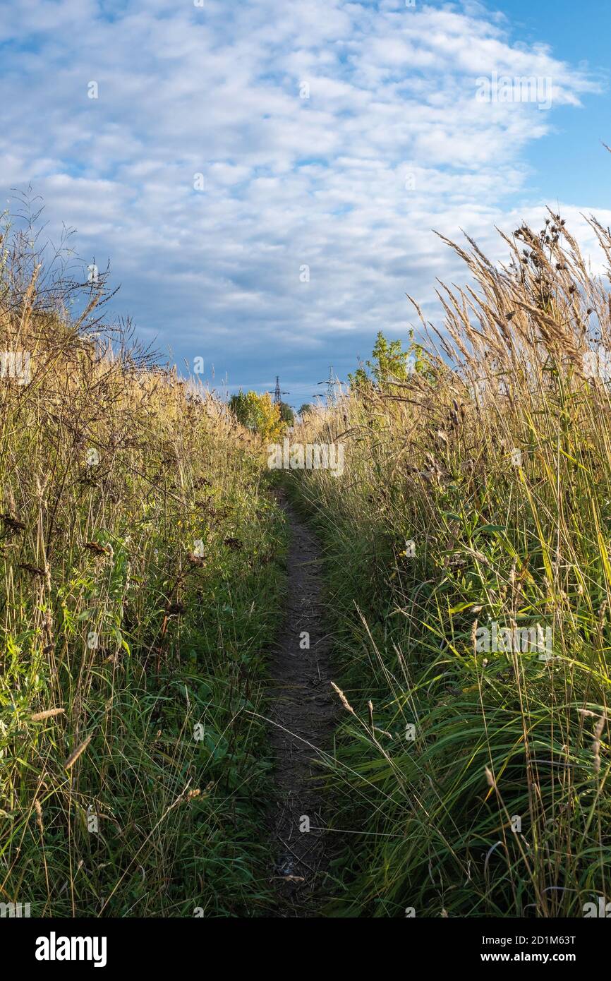 A path overgrown with tall dry grass against the background of a cloudy ...