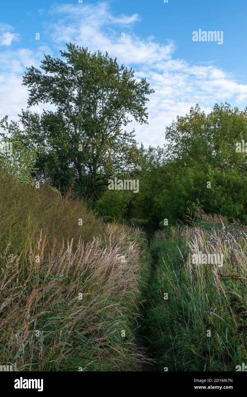 A path overgrown with tall dry grass against the background of dense ...