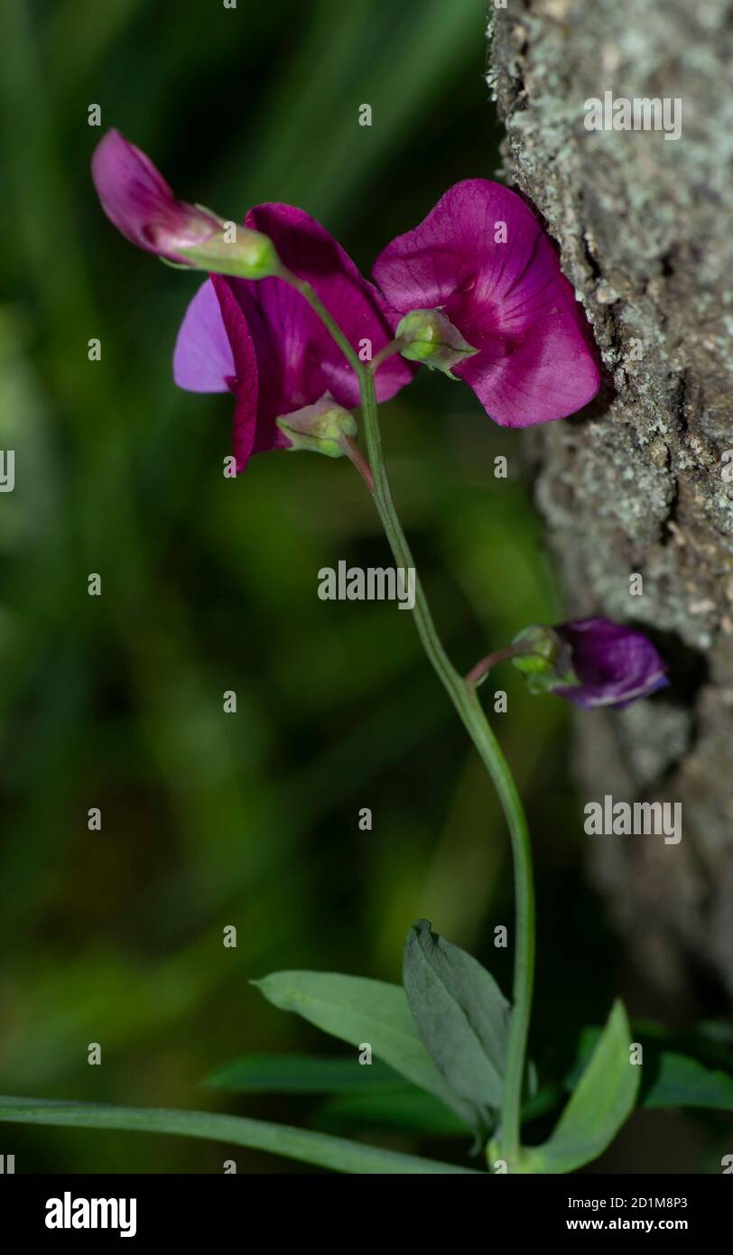 Crimson pea hi-res stock photography and images - Alamy