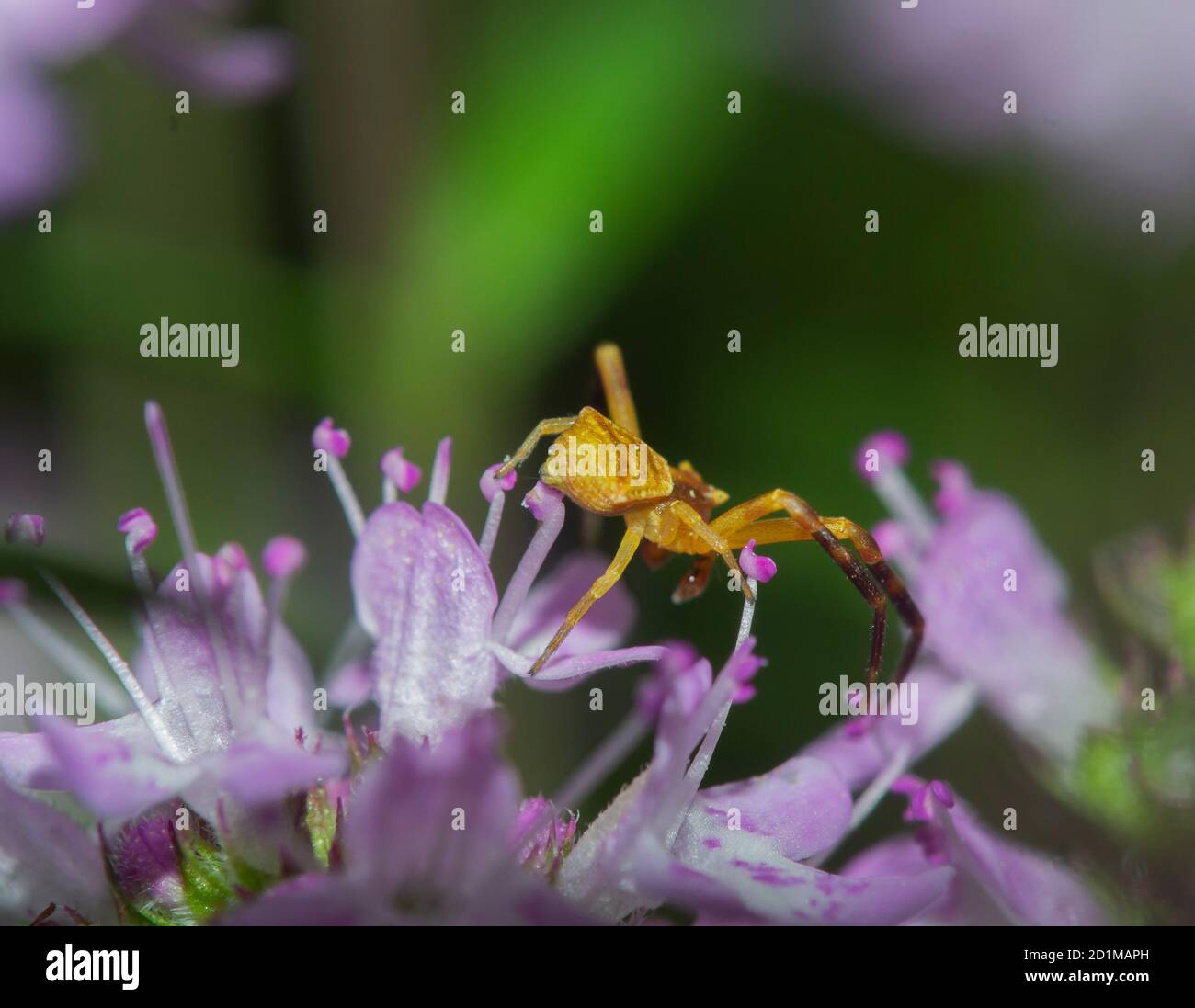 Close up spider hunting hi-res stock photography and images - Alamy