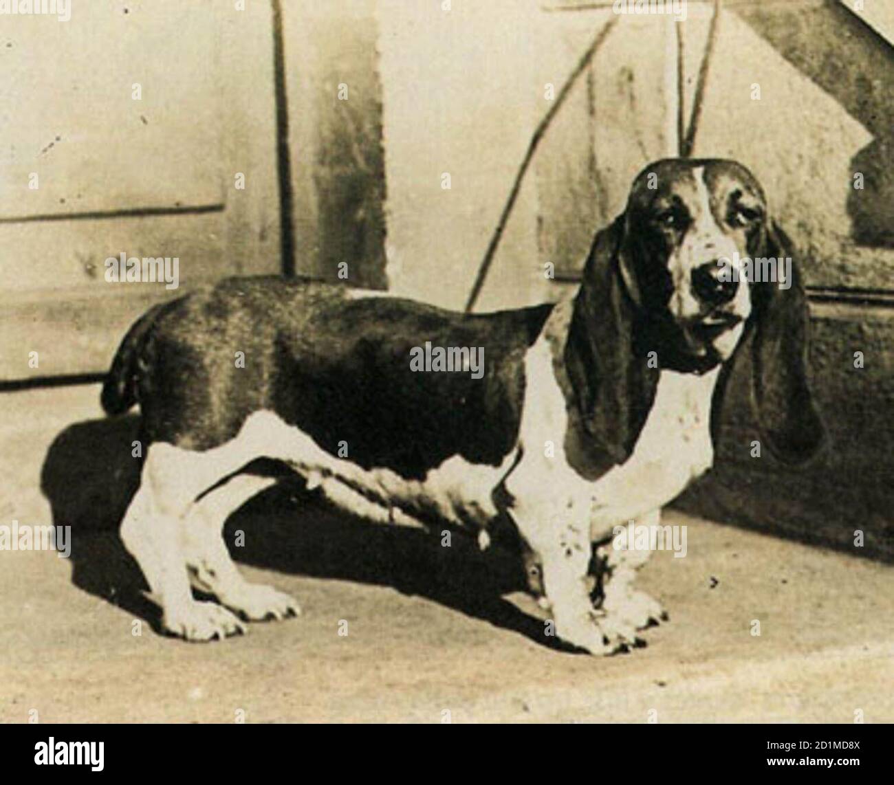 basset hound, beagle, basset Stock Photo - Alamy