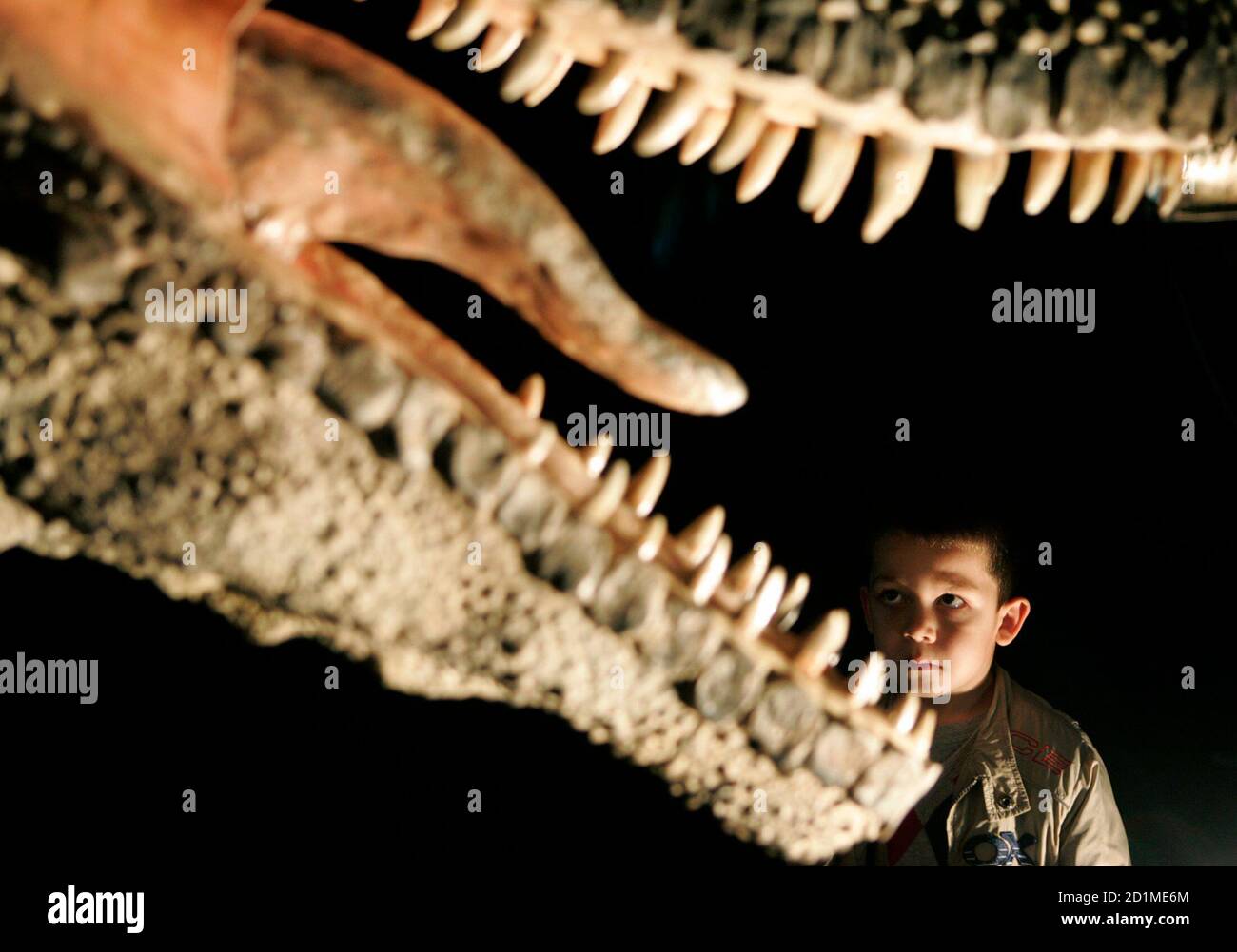 Rebbachisaurus hi-res stock photography and images - Alamy