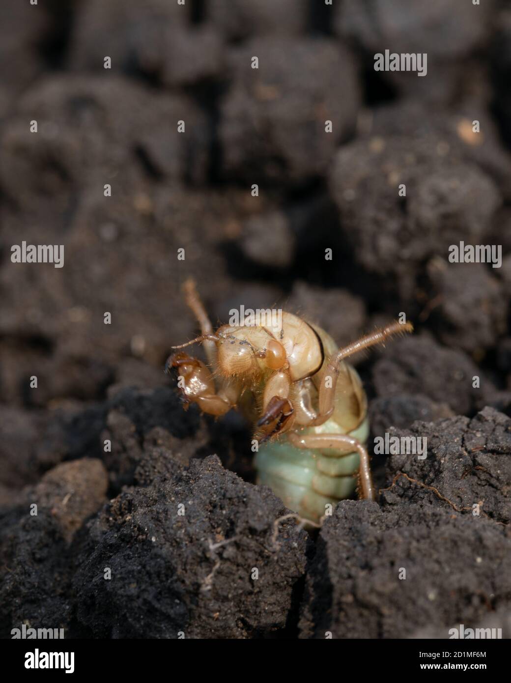 larva of mole cricket in attacking position, crawled out of ground ...