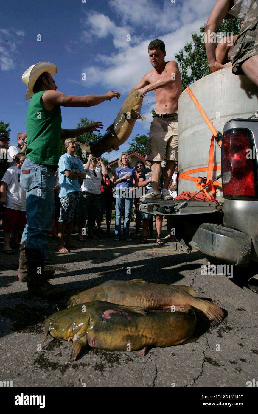 Noodling catfish hi-res stock photography and images - Alamy