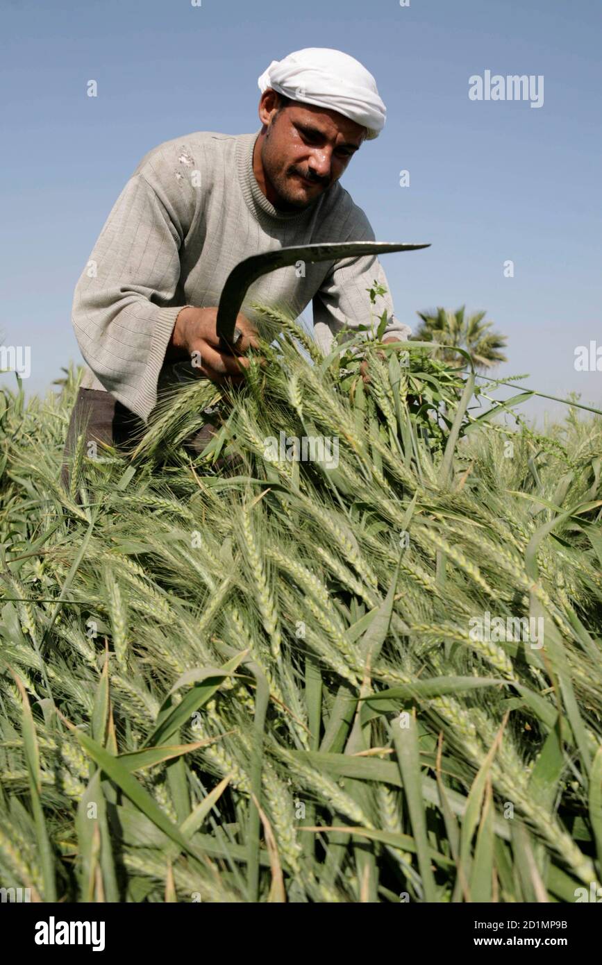Egypt wheat field nile hi-res stock photography and images - Alamy