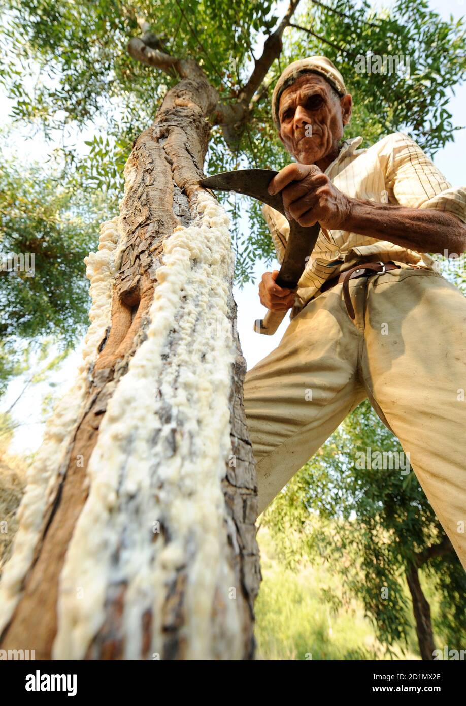 Manna Flowering Ash Tree High Resolution Stock Photography and Images ...