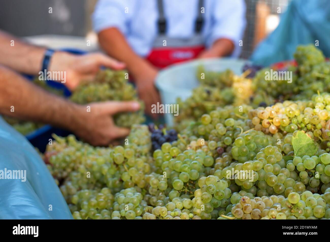 People emptying grapes in tractor trailer during wine harvest Stock ...