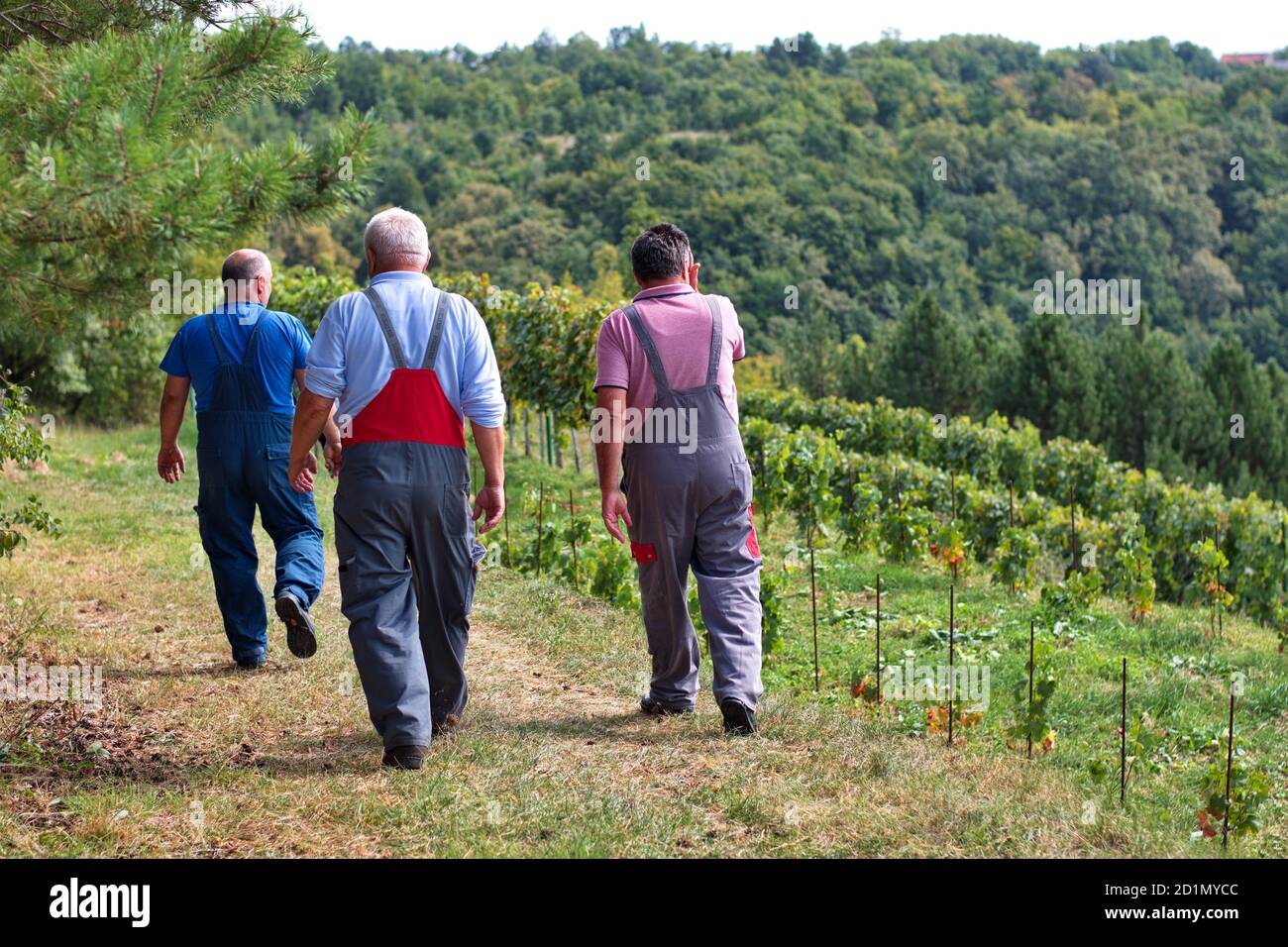 Vineyard workers hi-res stock photography and images - Alamy