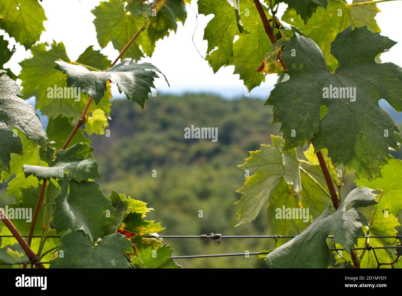 Forest landscape through the vine leaves Stock Photo - Alamy