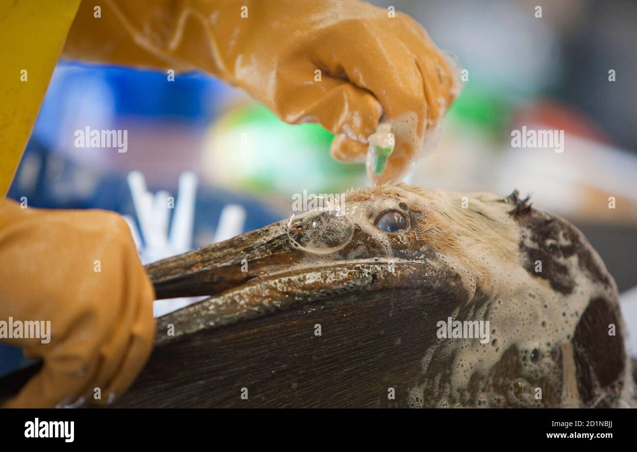 Gulf oil spill animals hi-res stock photography and images - Alamy