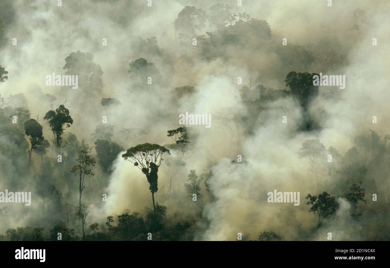 Total Deforestation High Resolution Stock Photography and Images - Alamy