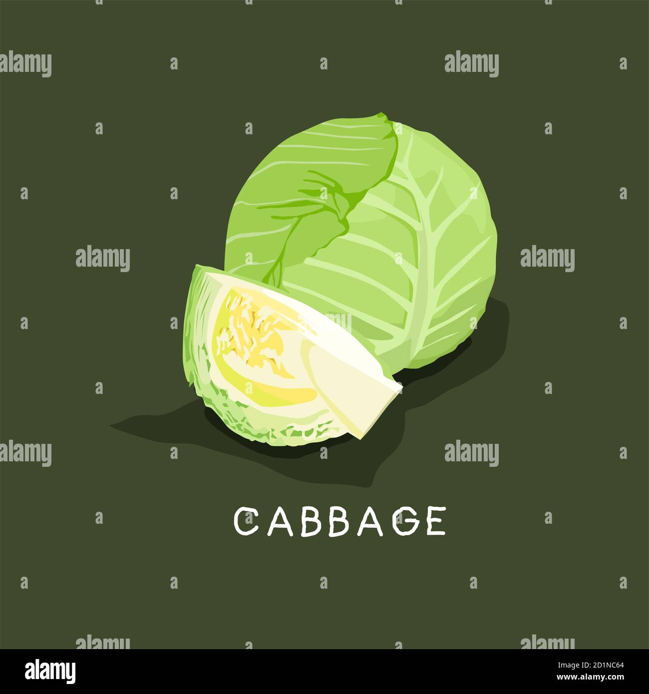 Fresh vegetable Cabbage isolated vector illustration Stock Vector Image ...