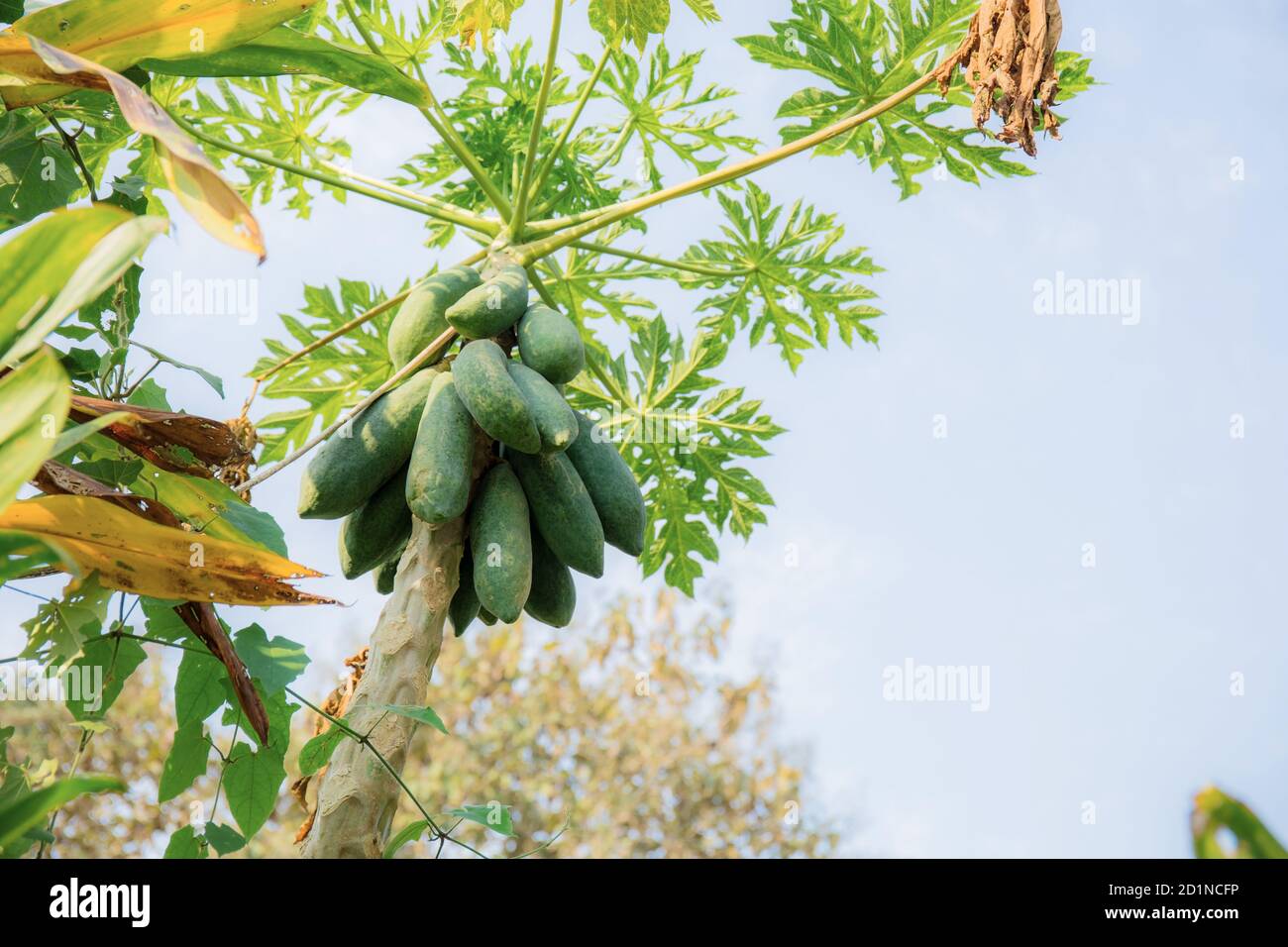 Papaya on tree and dries leaves with the sky Stock Photo - Alamy