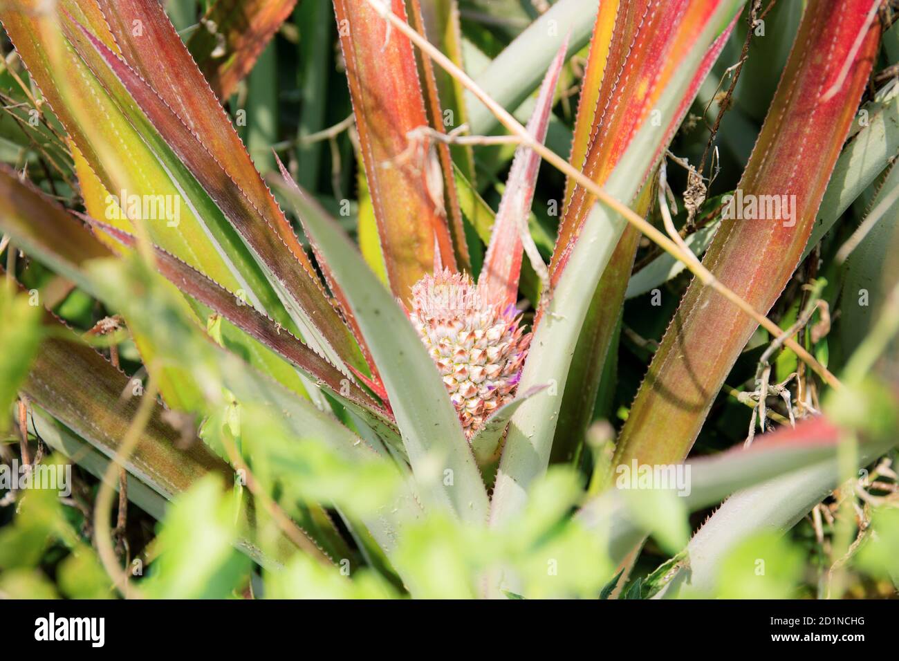 Pineapple on tree with the sunlight in farm Stock Photo - Alamy