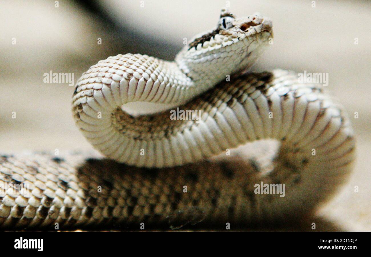 Sidewinder locomotion hi-res stock photography and images - Alamy