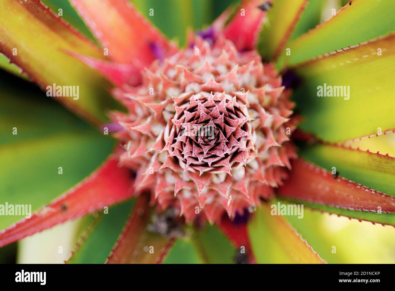 Pineapple on tree at sunlight in farm with background Stock Photo - Alamy