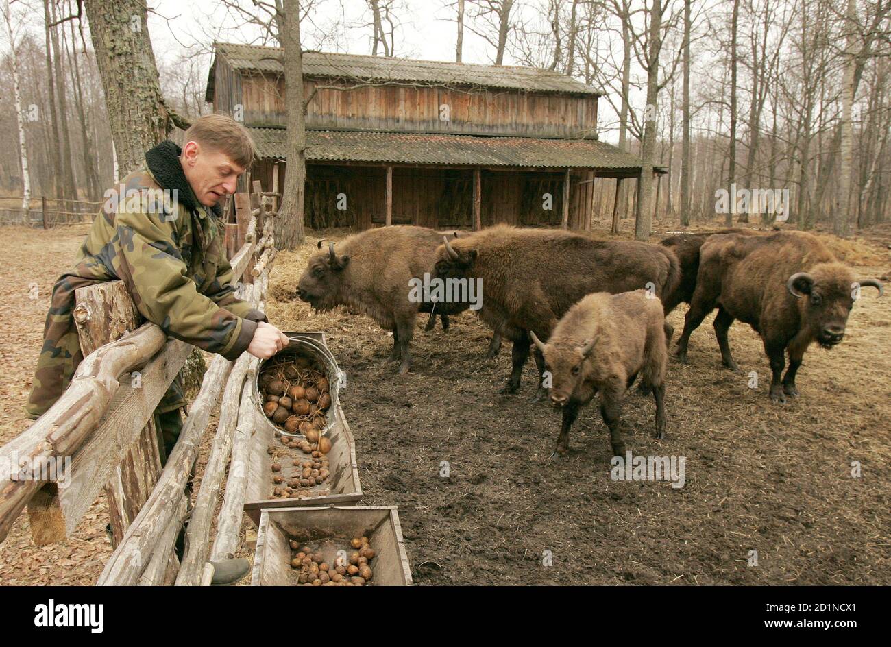 Bisons environment hi-res stock photography and images - Alamy