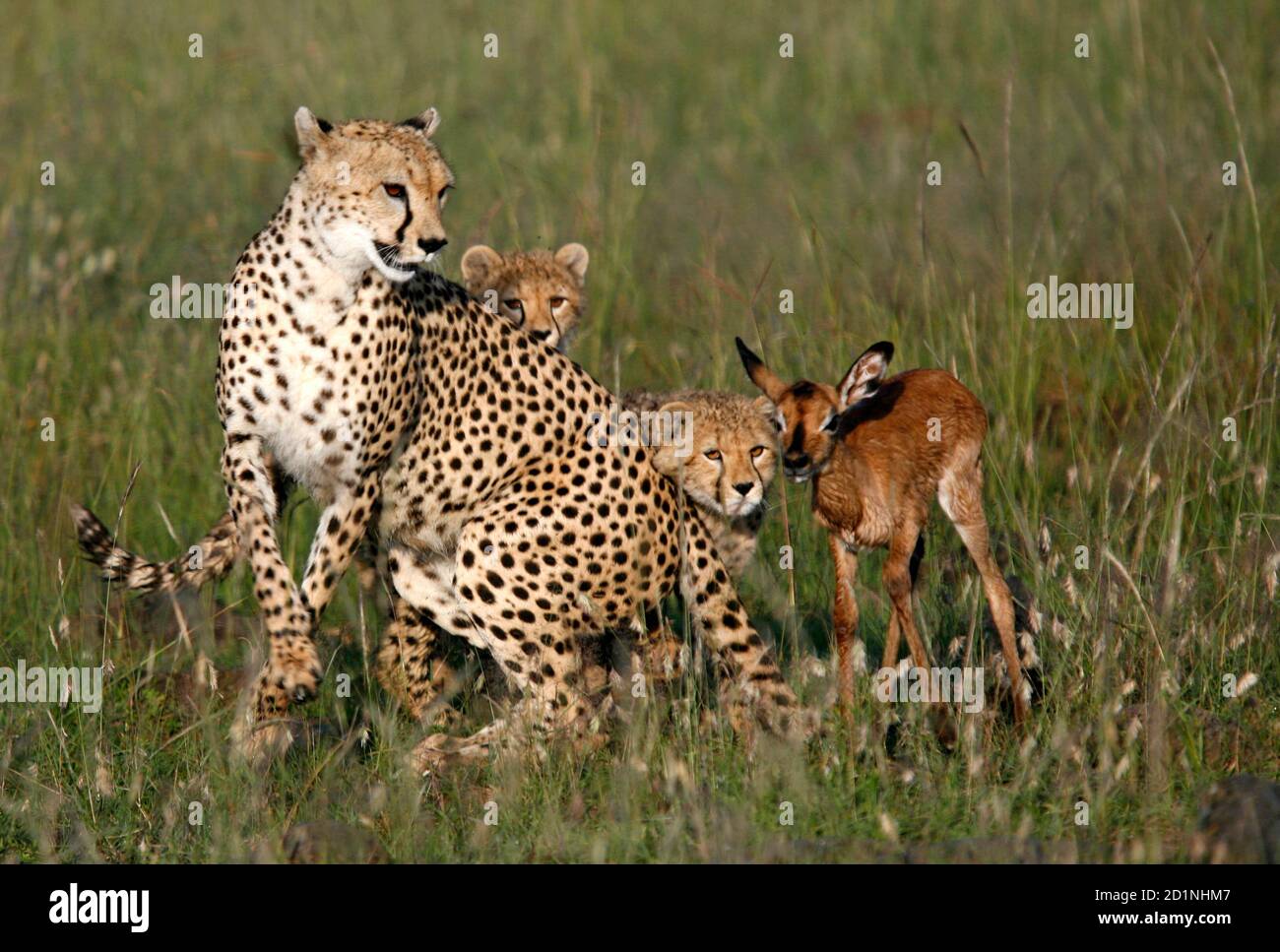 Cheetah Chasing Impala High Resolution Stock Photography and Images - Alamy