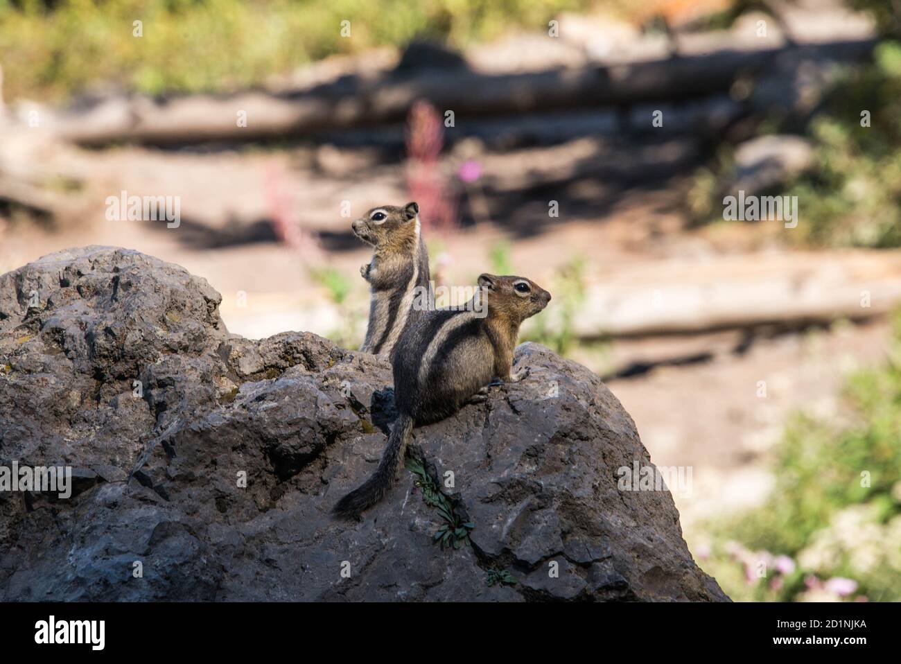 Space chipmunk hi-res stock photography and images - Alamy