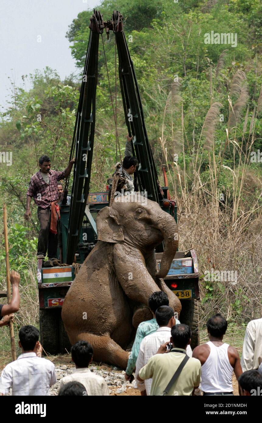 Indian Train Elephant High Resolution Stock Photography and Images - Alamy
