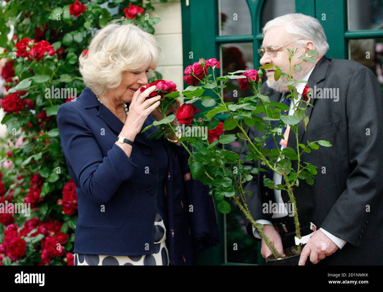 Peter beales highgrove rose hi-res stock photography and images - Alamy