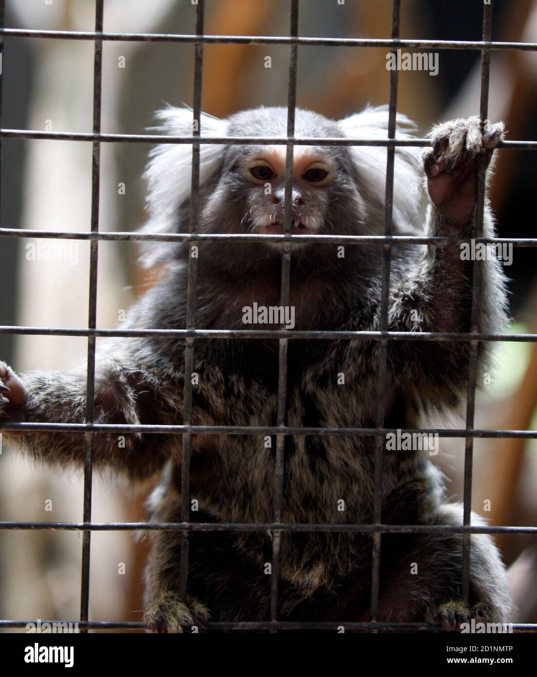 White tufted ear hi-res stock photography and images - Alamy