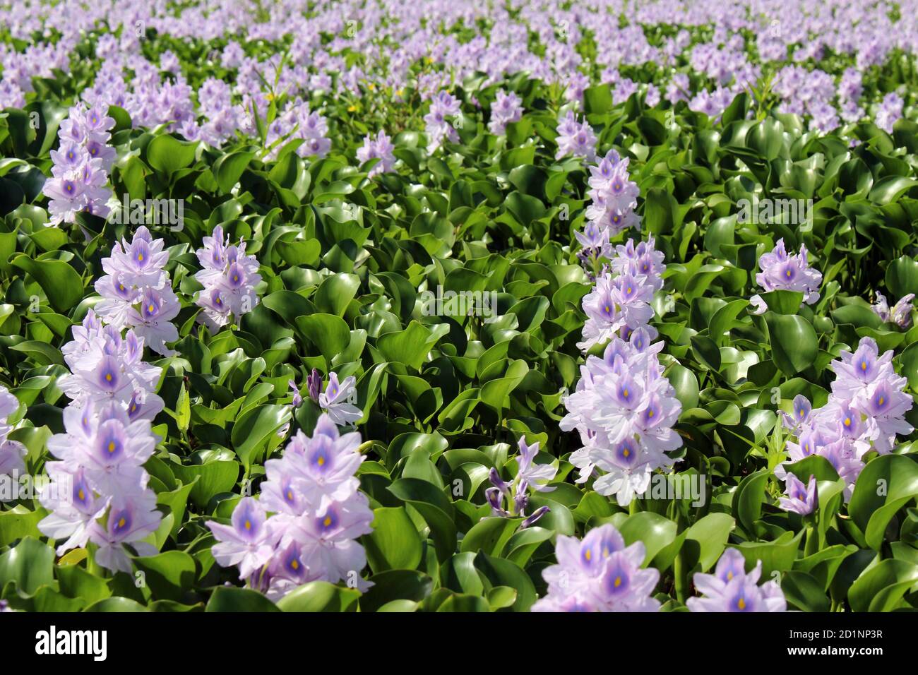 Common water hyacinth, purple flowers in a pond Stock Photo - Alamy