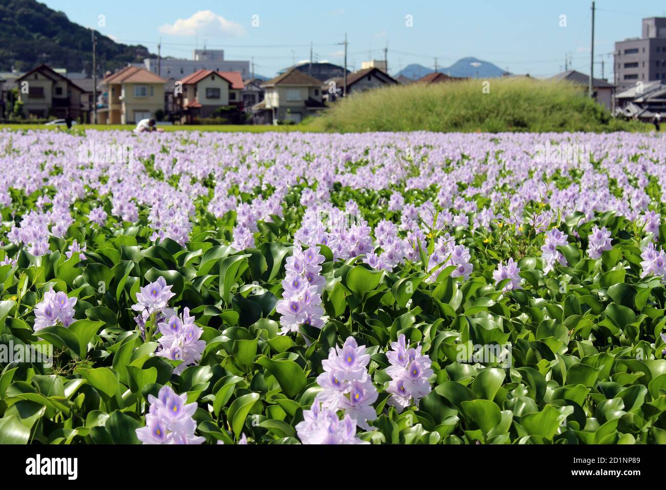 Common water hyacinth, purple flowers in a pond Stock Photo - Alamy
