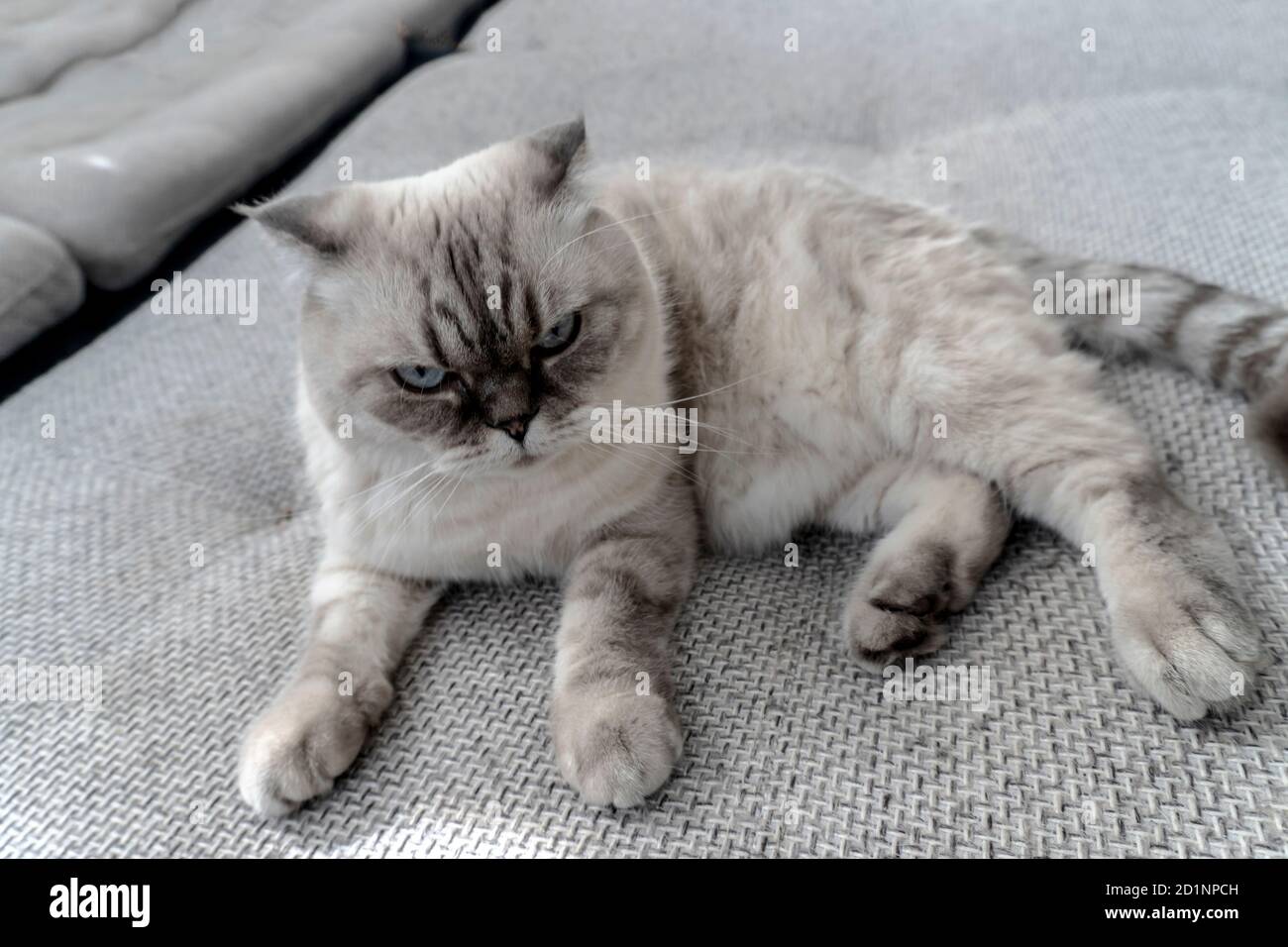 Photo Scottish cat breed, white with blue eyes, scottish-fold Stock ...