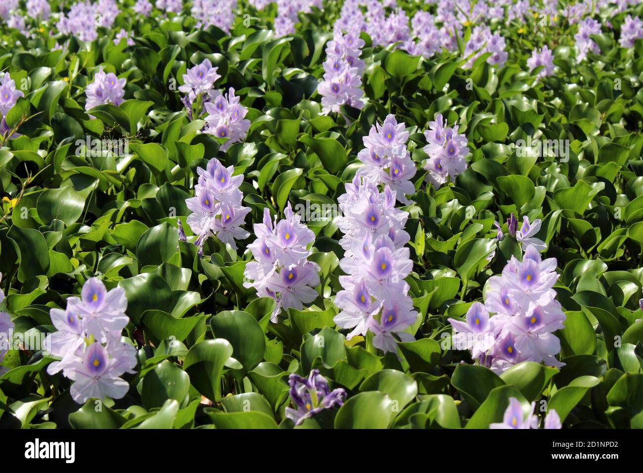Common water hyacinth, purple flowers in a pond Stock Photo - Alamy