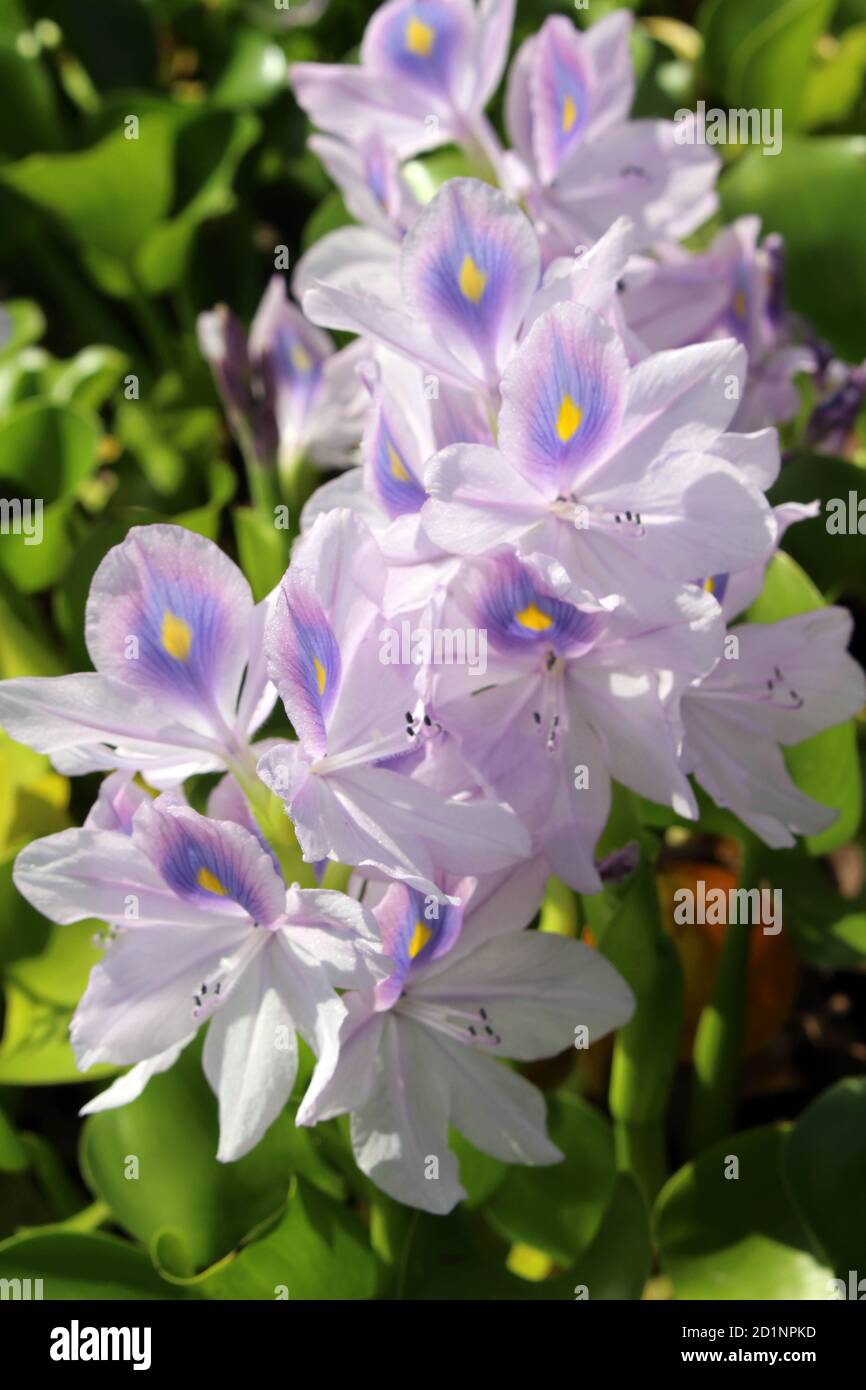 Closeup of common water hyacinth, purple flowers in a pond Stock Photo ...