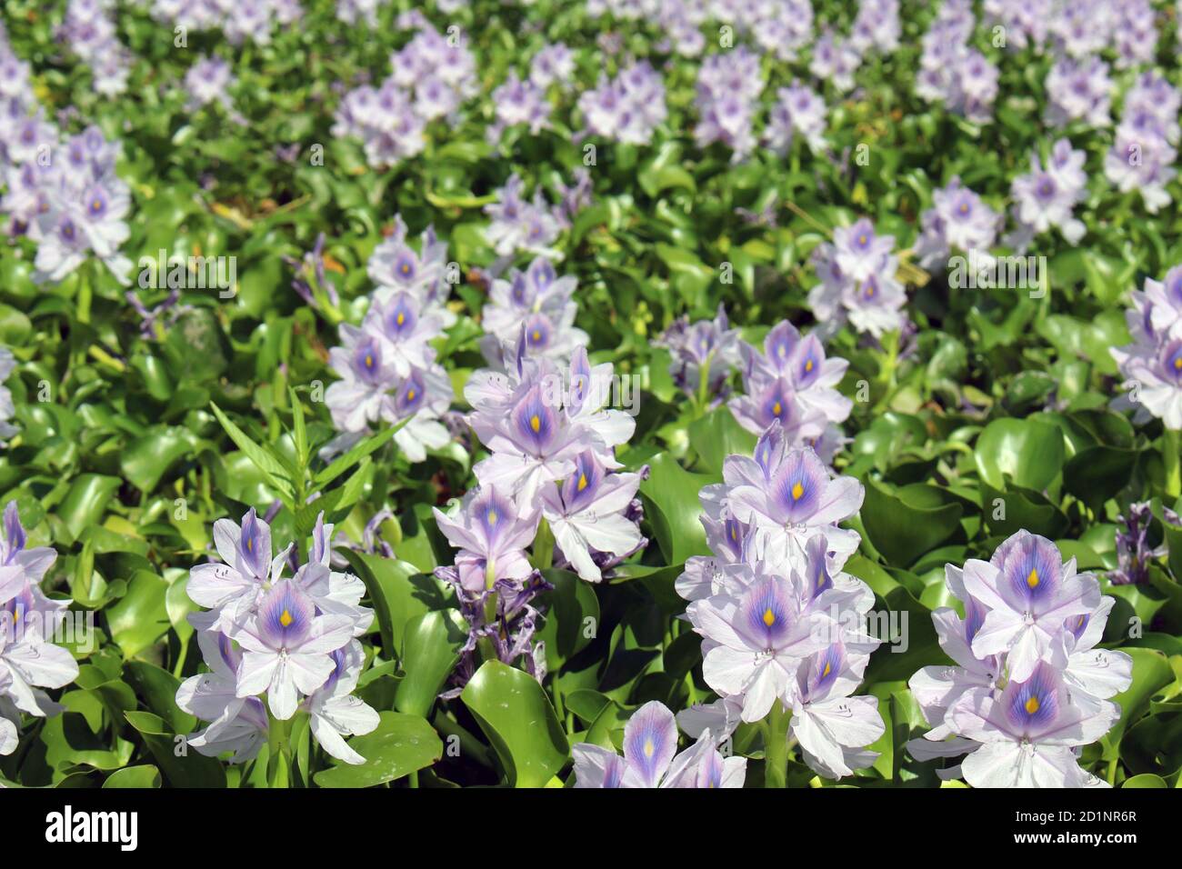 Purple flower of common water hyacinth in a pond Stock Photo - Alamy