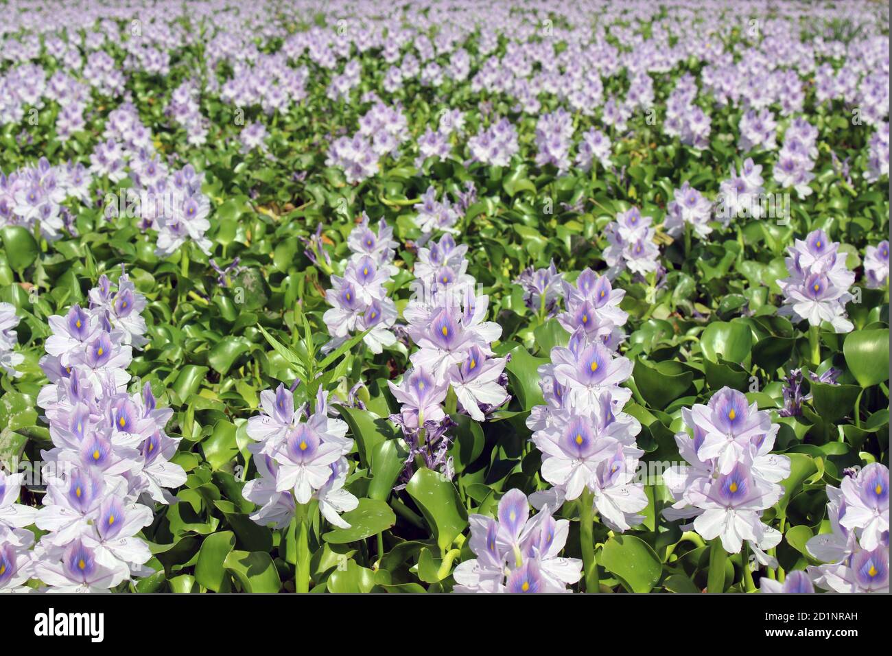 Purple flower of common water hyacinth in a pond Stock Photo - Alamy