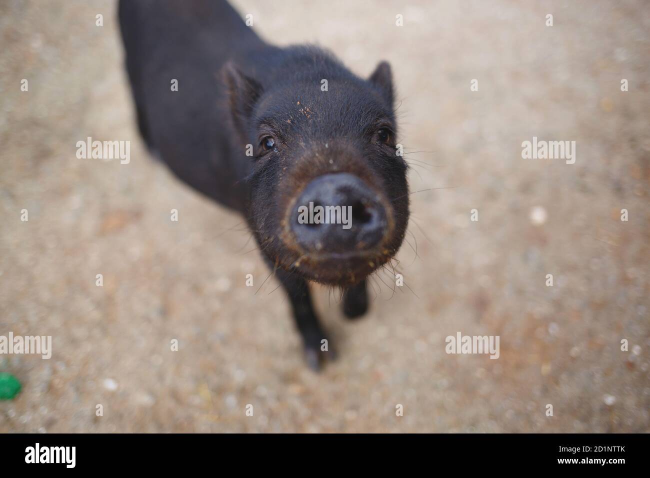 Black boar hi-res stock photography and images - Alamy