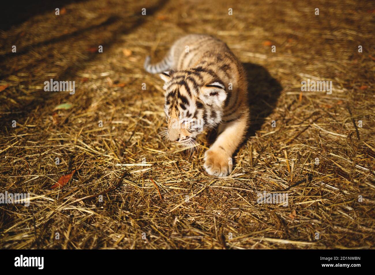 little cute tiger cub lies in the sun on the grass Stock Photo - Alamy