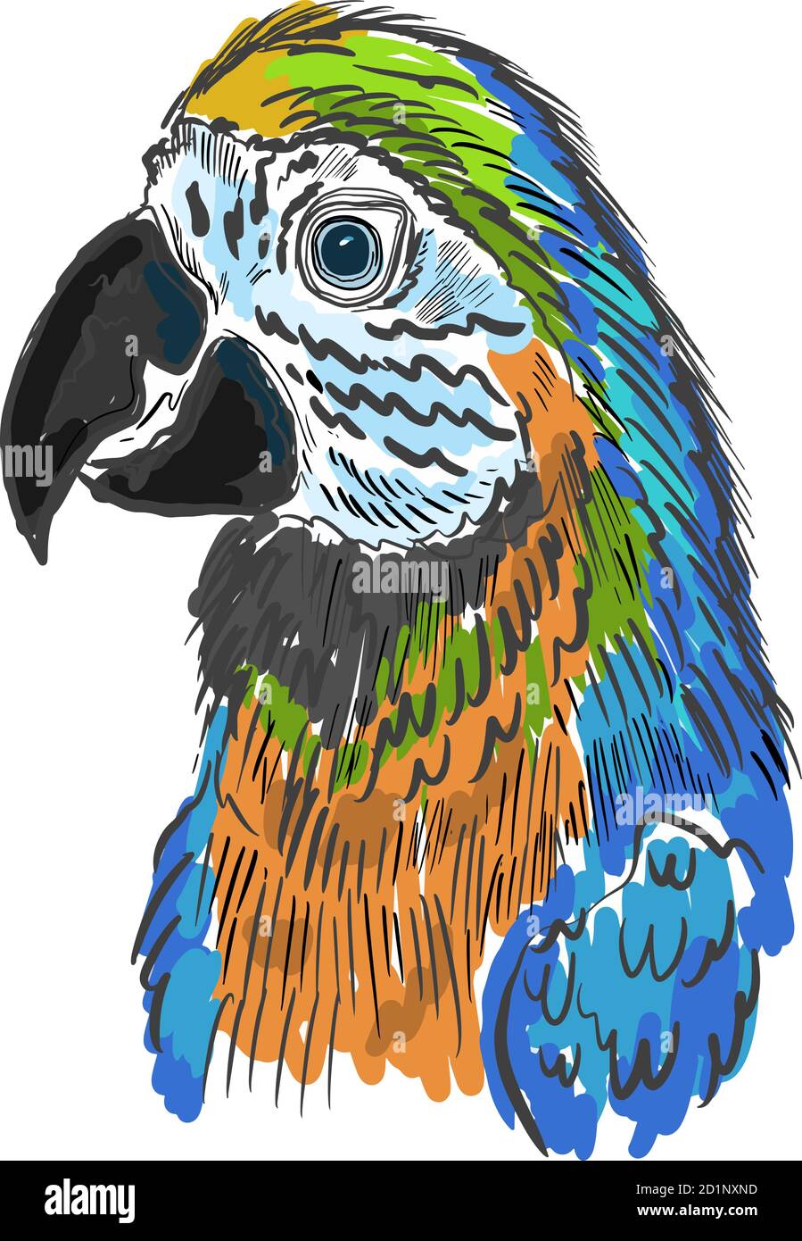 Parrot sketch hi-res stock photography and images - Alamy