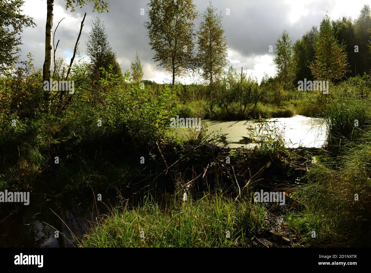 Beaver border hi-res stock photography and images - Alamy